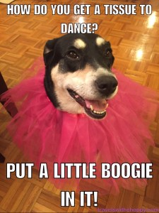 Bad Jokes: Dancer Edition – Travels with Choppy