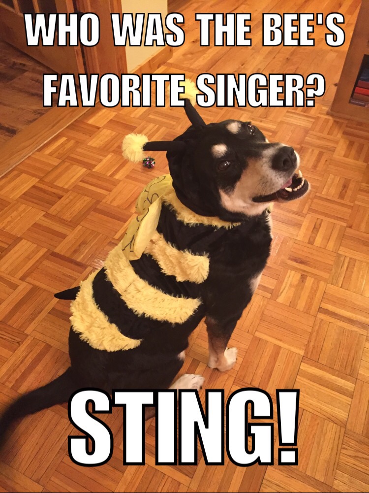 Bad Jokes: Bee Edition 2 – Travels with Choppy