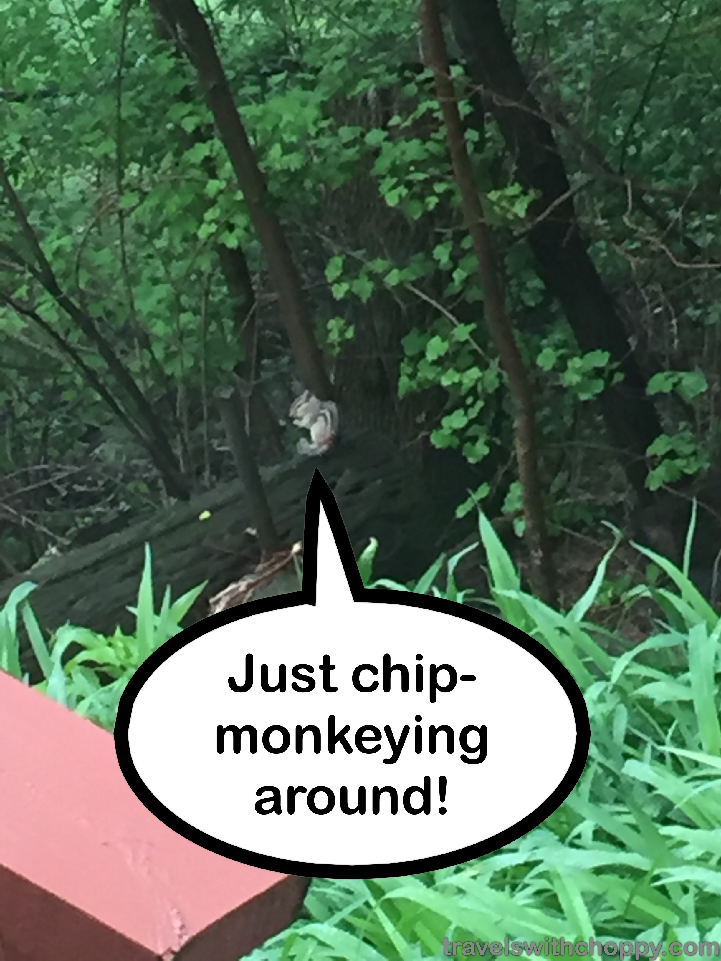 Sunday Punday in the Backyard: May 22, 2016 – Travels with Choppy