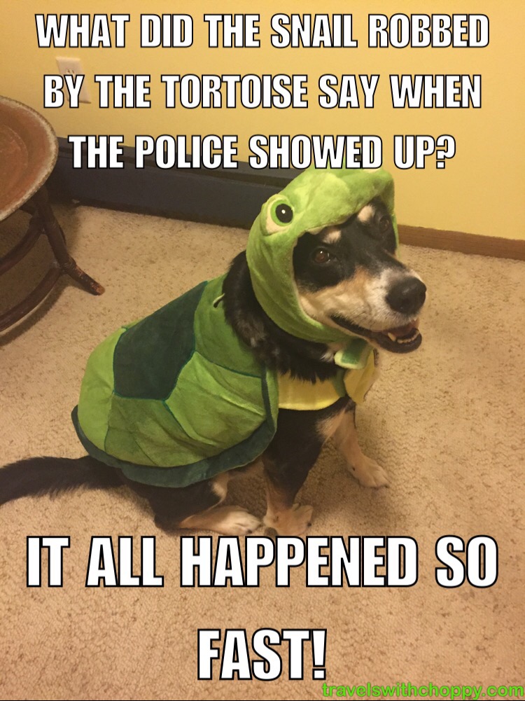 Corny Dog Jokes: Turtle Edition Part 2 – Travels with Choppy