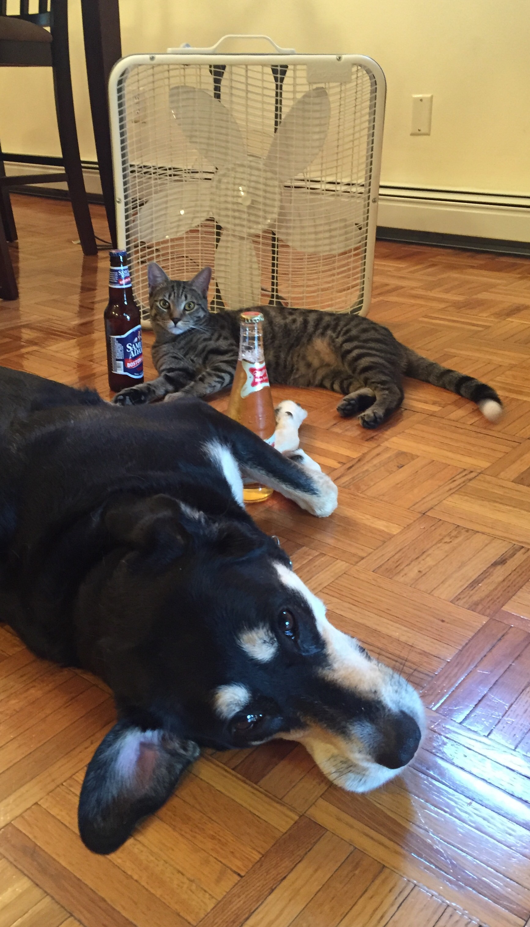 Happy National Refreshment Day! – Travels with Choppy