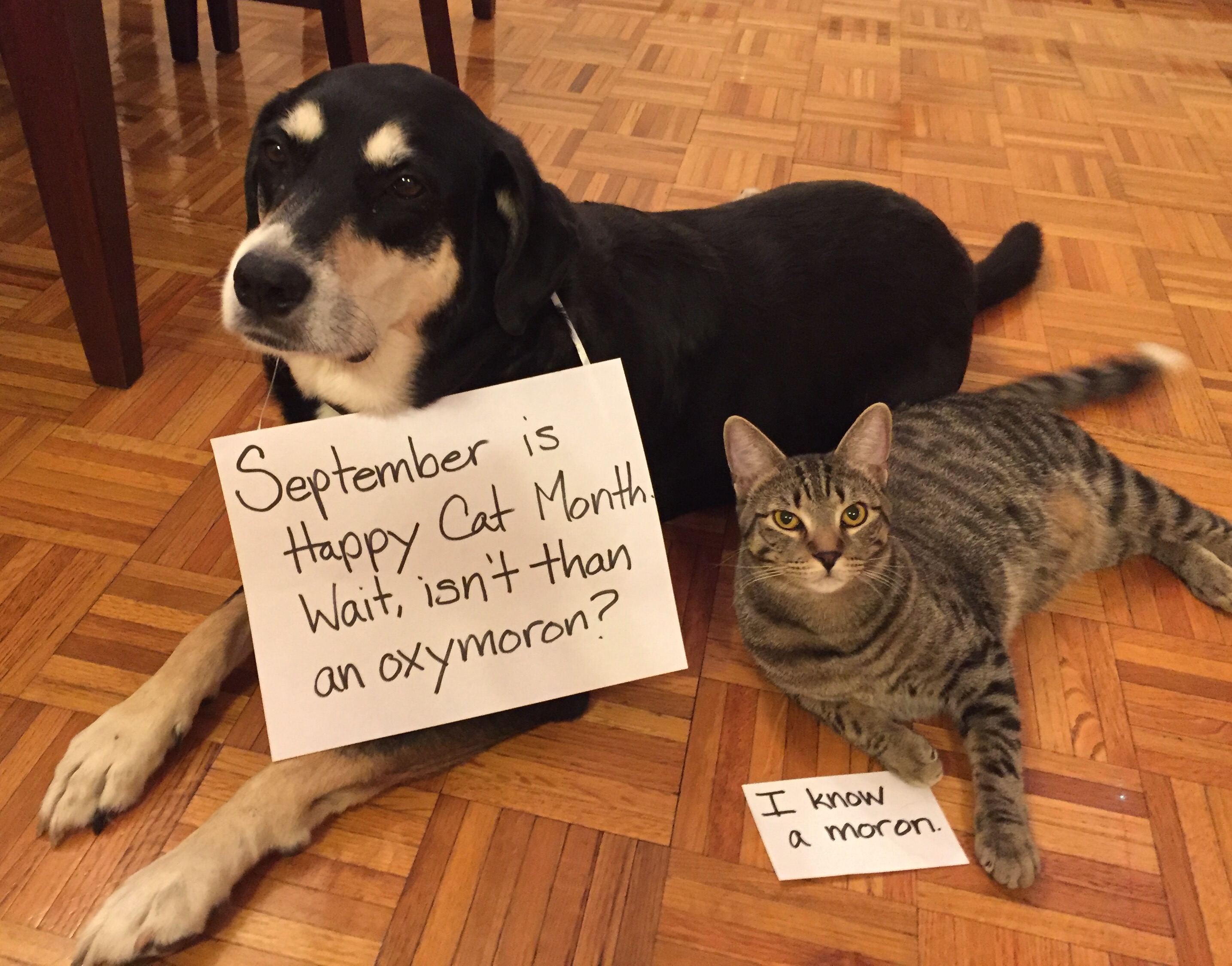 September is Happy Cat Month! – Travels with Choppy