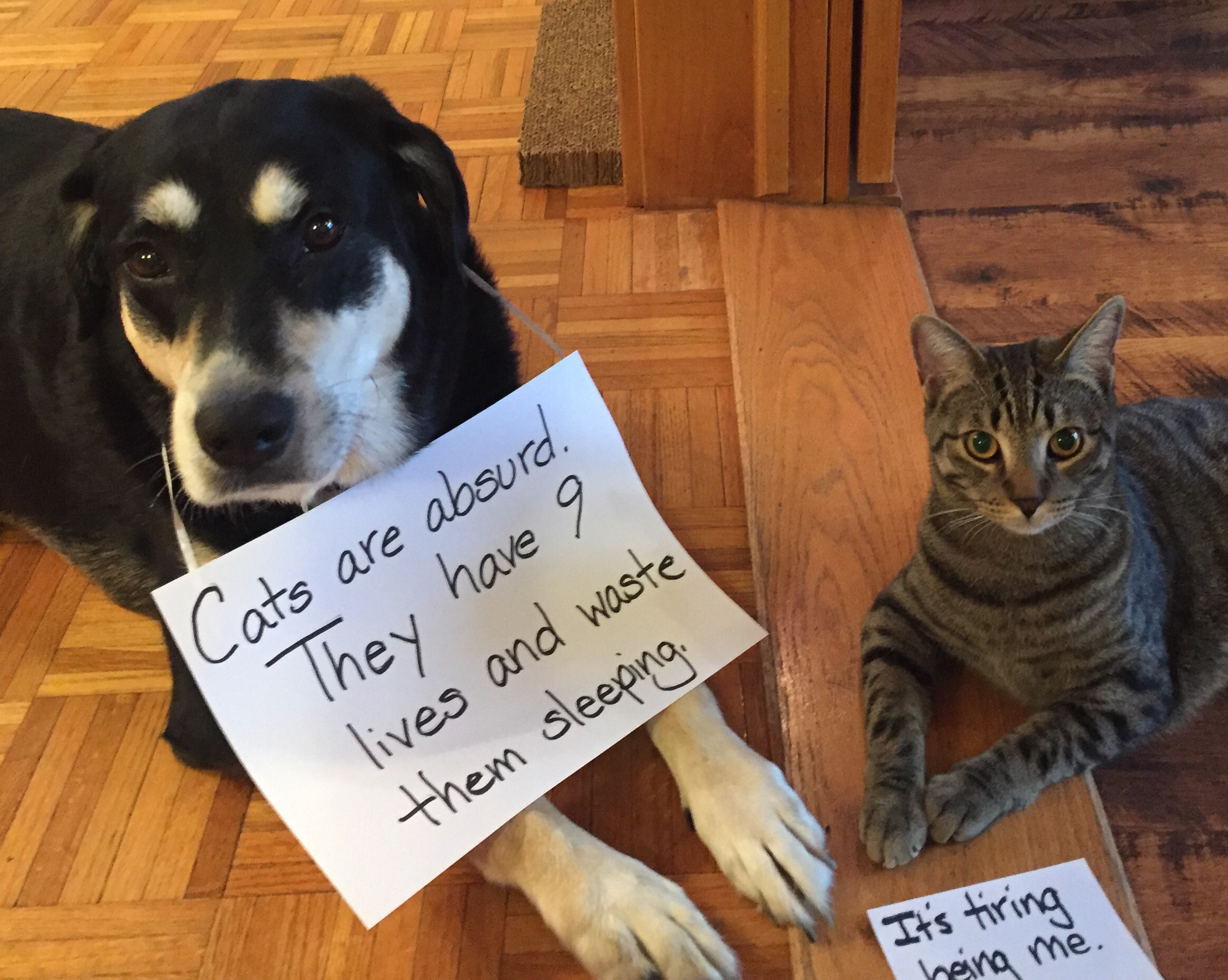 Howlidays: National Absurdity Day – Travels with Choppy