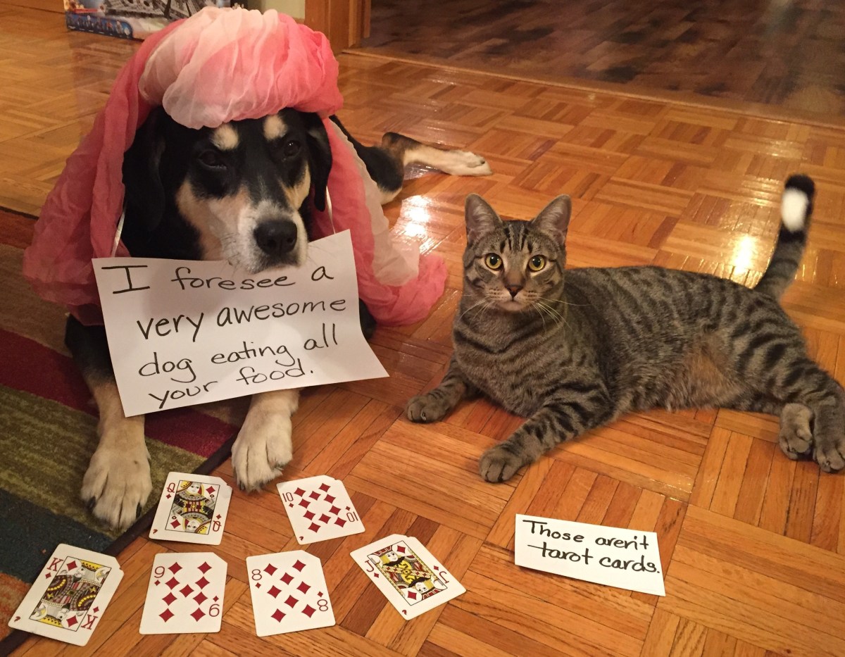 Howlidays: Card Reading Day – Travels with Choppy