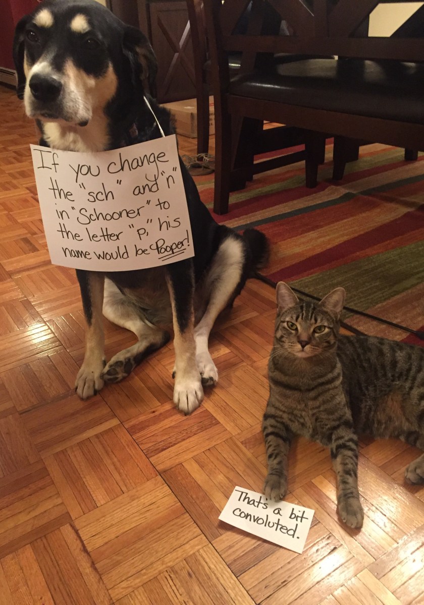 Howlidays: Fun Facts About Names Day – Travels with Choppy