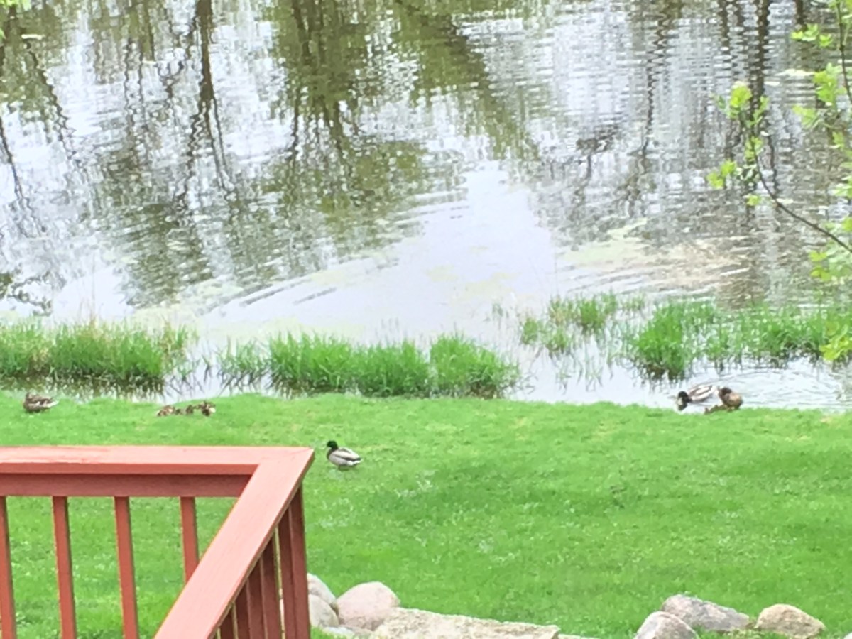Weekend Wildlife: Ducks Out of the Pond – Travels with Choppy
