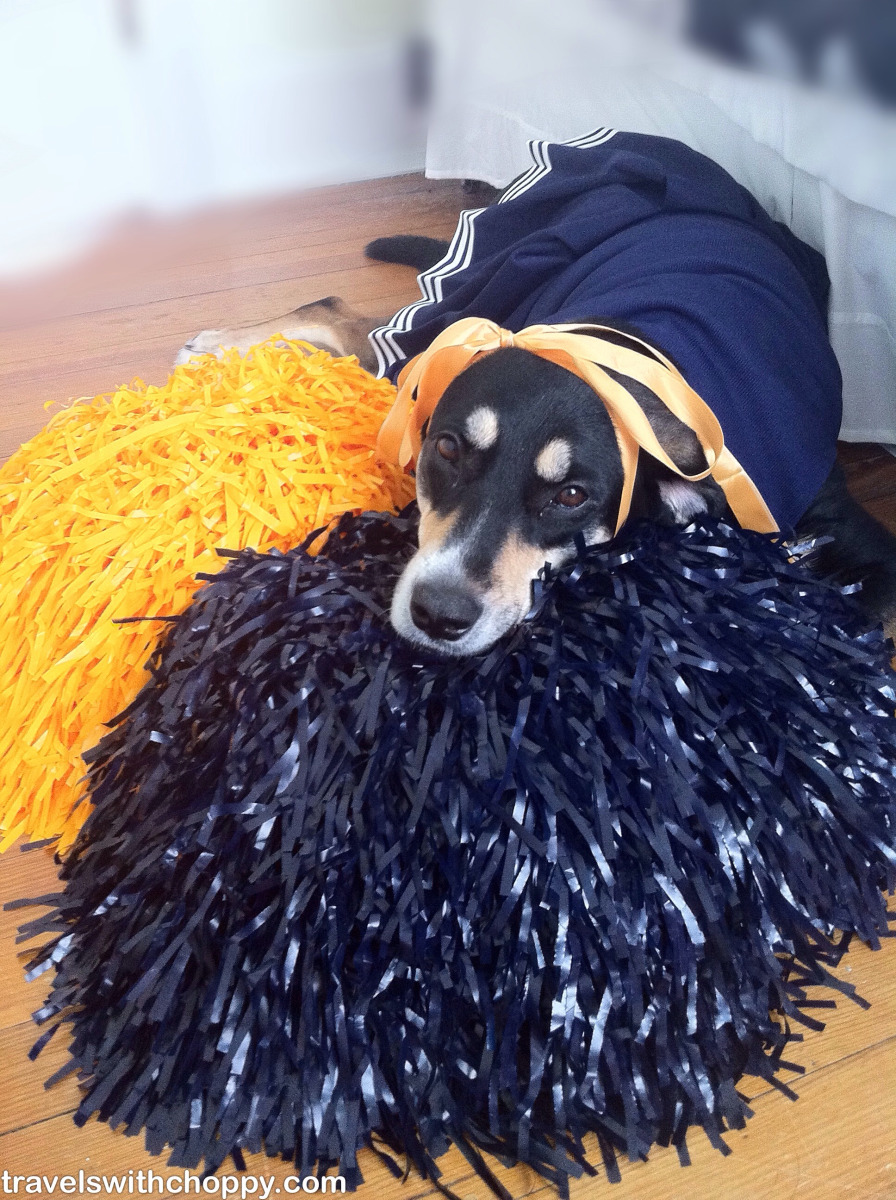 Howlidays: Cheerleading Safety Month – Travels with Choppy