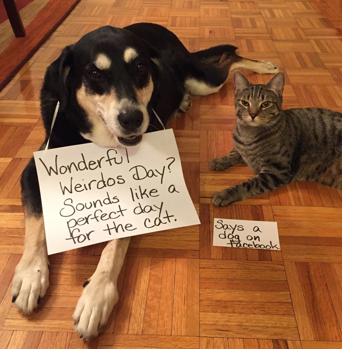 Howlidays: Wonderful Weirdos Day – Travels with Choppy