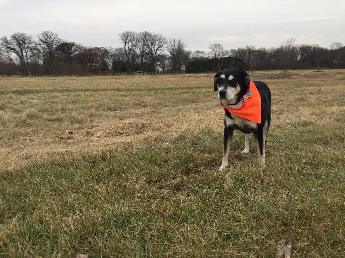 Midnight Mutts: Hunting Season Walk – Travels with Choppy