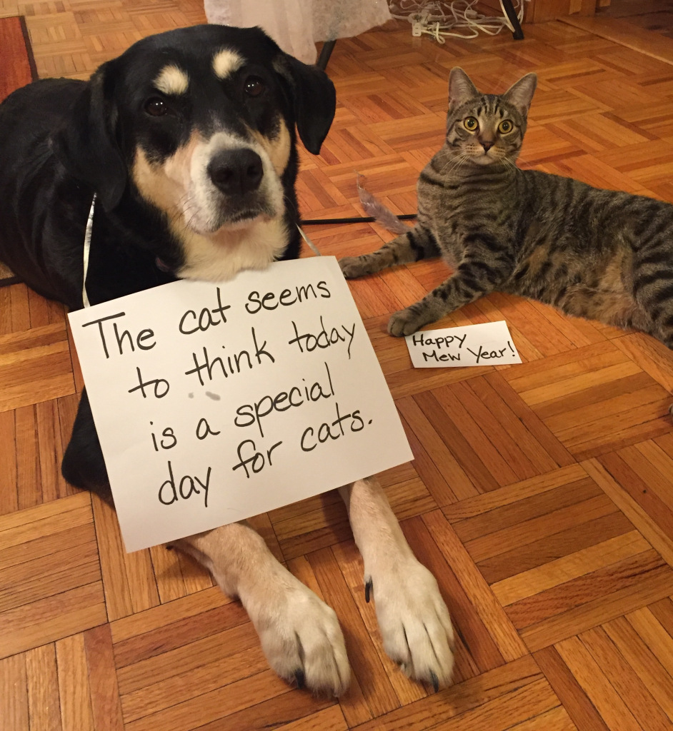 Howlidays: Happy Mew Year – Travels with Choppy