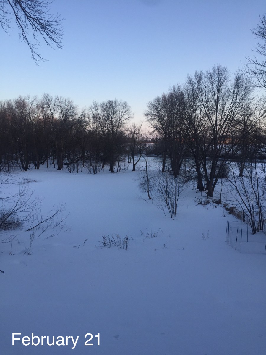 Backyard View: February 2020 – Travels with Choppy
