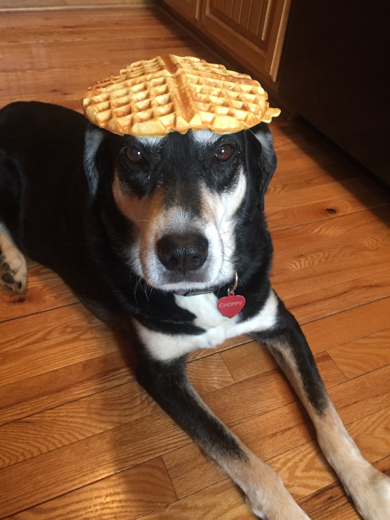 Howlidays: Waffle Day – Travels with Choppy