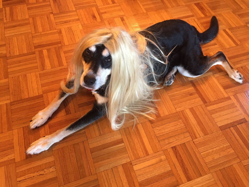 Howlidays: International Wig Day – Travels with Choppy