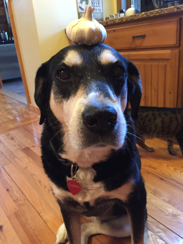 Howlidays: Garlic Day – Travels with Choppy