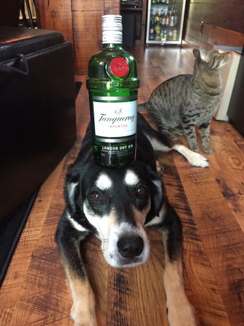 Howlidays: World Gin Day – Travels with Choppy