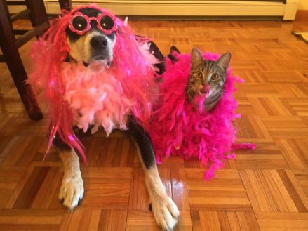 Howlidays: National Pink Day – Travels with Choppy